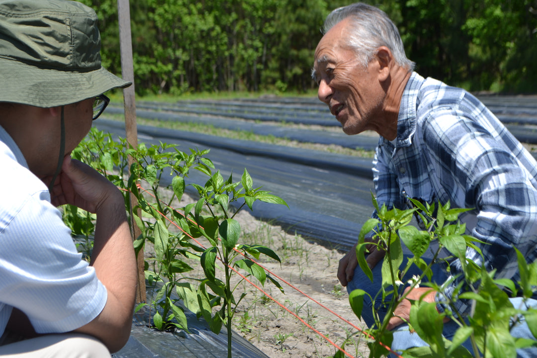 Meet the Growers: Ken Suzuki of Suzuki Farm – Oishii Nippon Project