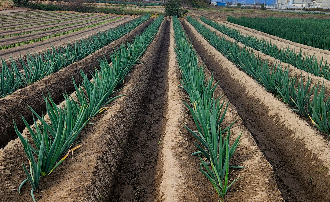How does "hilling" work in Negi production? – Oishii Nippon Project